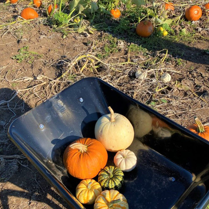 Pumpkin Patches to Visit | Quorn Stone